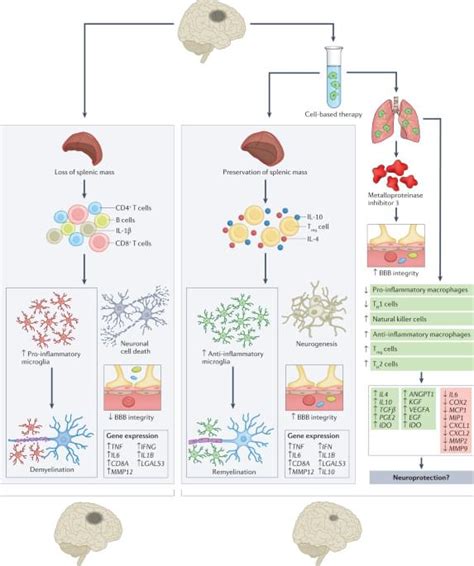 Cell Based Therapies For Neurological Disorders — The Bioreactor