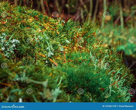 Close Up Of Cyan Lichen And Moss Summer In The Forest Green Moss On