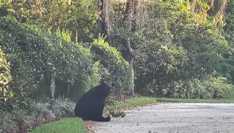 Three Legged Bear Pays Visit To Neighbour Enjoys Party