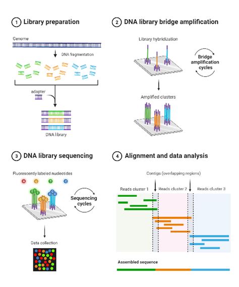 Next Generation Sequencing Principle Steps Involved And Applications • Microbe Online