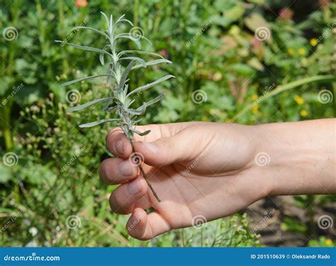 Gardener Graft Fruit Tree Branch Grafting And Budding Fruit Tree With