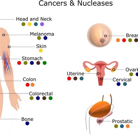 Nucleases And Cancer Types Each Nuclease Resembled By A Specific Download Scientific Diagram