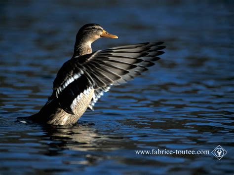 Haut Images Fond D Cran Canard Fr Thptnganamst Edu Vn