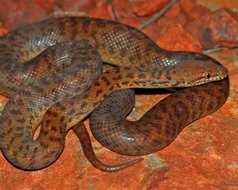 Pygmy Python Facts Diet Habitat And Pictures On Animaliabio Pygmy Python Facts Diet Habitat And Pictures On Animaliabio
