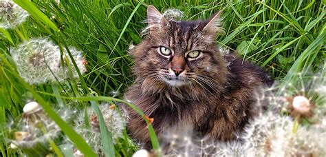 Bodacious The Cat Shepherd Welcome To My Website