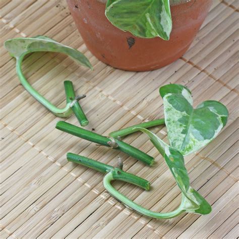 How To Grow Epipremnum Pinnatum From Cuttings