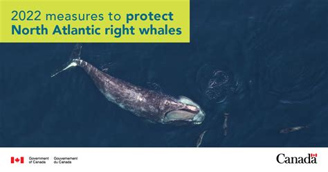 Government Of Canada Announces 2022 North Atlantic Right Whale