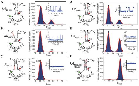 Alteration Of Telestem Base Pairing Also Alters U6 Smfret Dynamics In Download Scientific