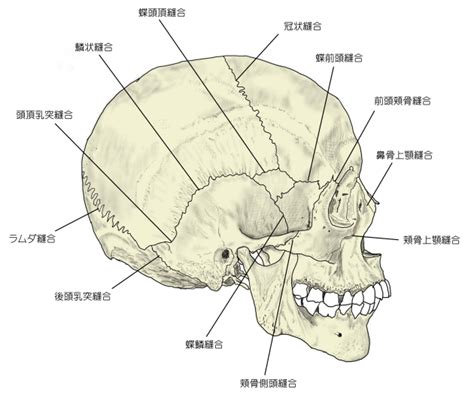 Visual Anatomy 視覚解剖学
