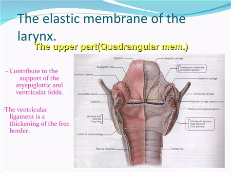 Entanatomy And Physiology Of Larynxif Chalabe Ppt