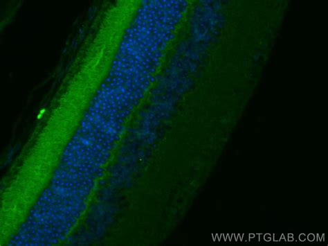 Neuropeptide Y Antibody Cl488 12833 Proteintech 武汉三鹰生物技术有限公司