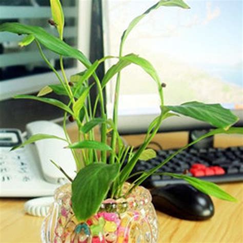【辦公室 植物 風水】 辦公室植物擺放風水禁忌 全球算命佬資訊台
