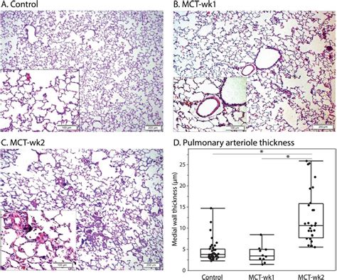 Hande Stained Histology Slides Obtained From A Representative Healthy