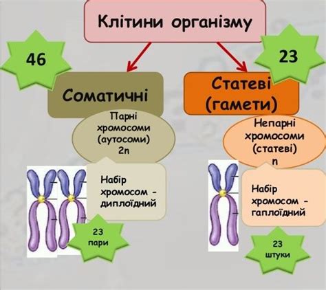 Соматичні та статеві клітини організму людини Biologie