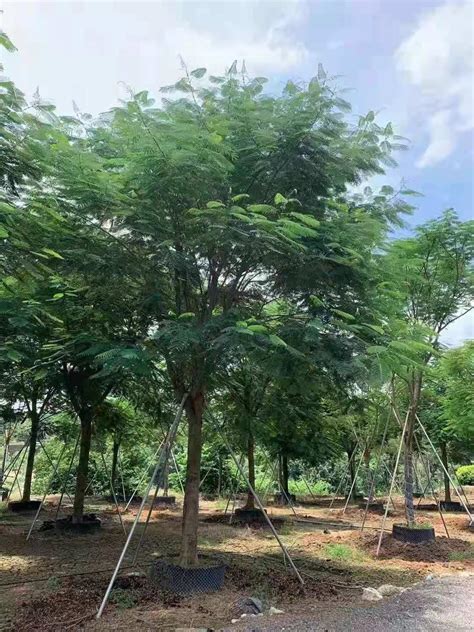 凤凰木介绍 凤凰木别名 凤凰木产地特征 生长习性 用途价值 365园林网
