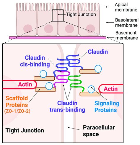 Schematic Showing Tight Junction Localization In An Epithelial