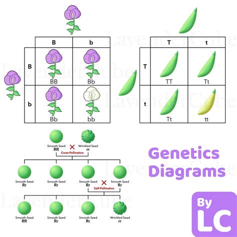 genetics diagrams mendel s pea plant experiment punnett square teacher resources