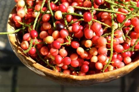 Health Benefits Of Bignay Ang Pinoy