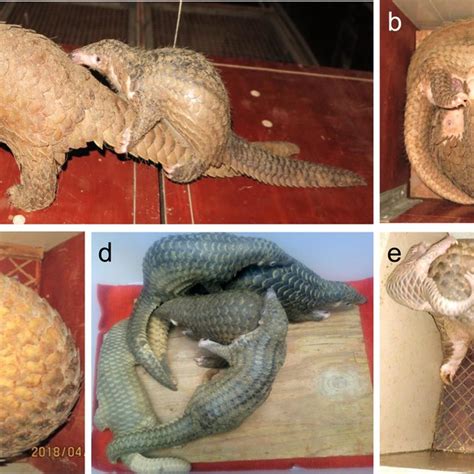 Captive Born Pangolins A Female Pangolin Wf11 Carrying Her Offspring