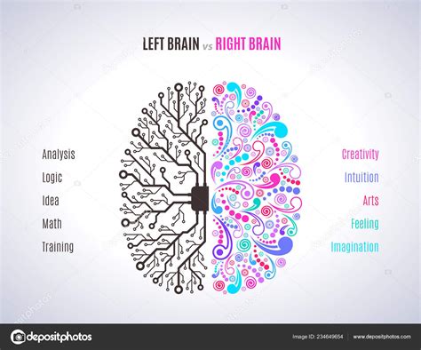 Diagramme Du Cerveau Gauche Et Droit