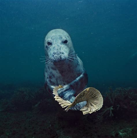 Golden Ratio Money Spread Seal Fibonacci Money Spread Know Your Meme