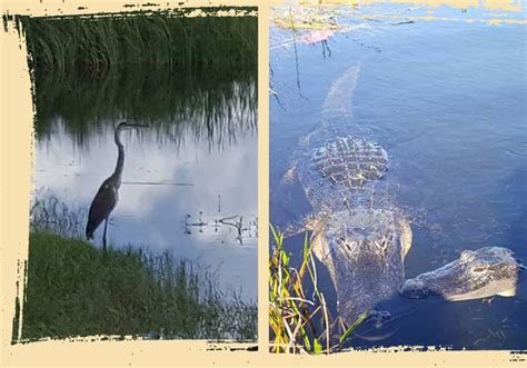 Best Everglades Airboat Tours In Miami See Alligators And Wildlife 5