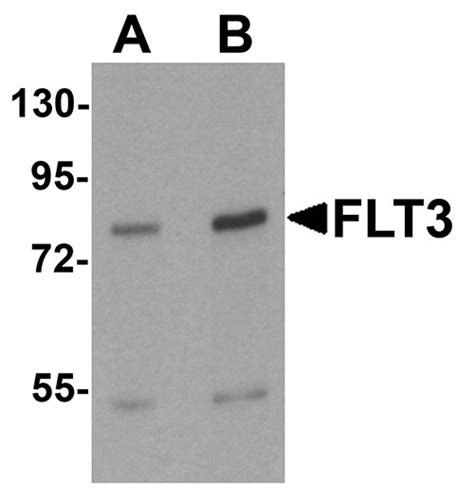 Flt3 Antibody Wb If E Buy Now Abcepta