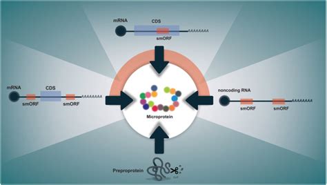 Microproteins In Skeletal Muscle Hidden Keys In Muscle Physiology Pmc