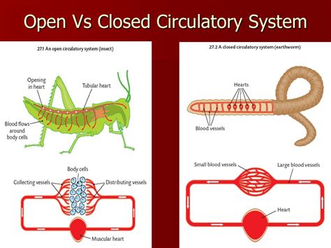 Understanding The Human Closed Circulatory System