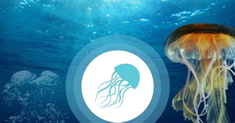 Jellyfish Safety Is Now In Your Hands