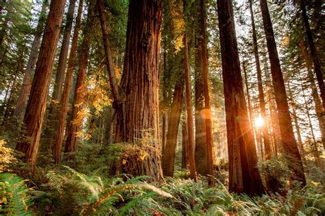 Redwood National Park Journey Among The Giant Sequoias