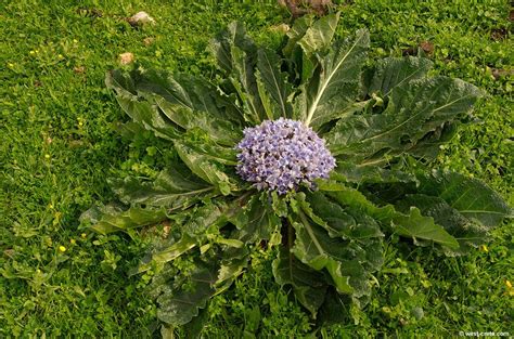 Мандрагора, Mandragora, Мандрагора осенняя, Mandragora autumnalis ...