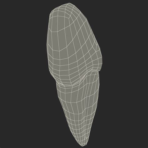 Cuspid 3d Model 9 Max Obj Ma Lwo 3ds C4d Free3d