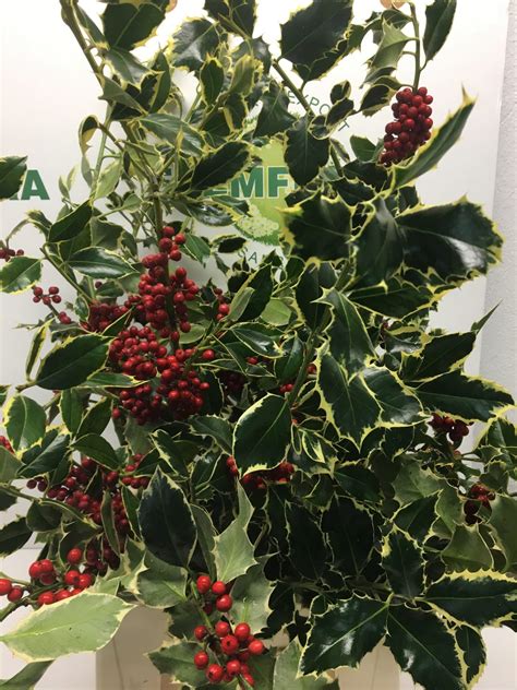 Agrifoglio Variegato ILEX Elemflora
