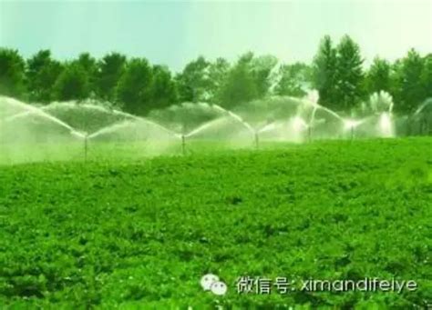 花生如何才能高产？ 喜满地 新农资360网土壤改良果树种植蔬菜种植种植示范田品牌展播农资微专栏