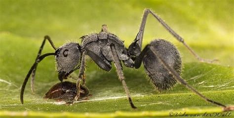 Vespoidea Alchetron The Free Social Encyclopedia