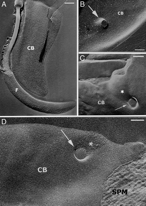 Contribution Of Microscopy To A Better Understanding Of The Anatomy Of