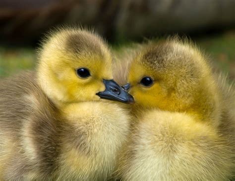 [200 ] Duck Wallpapers