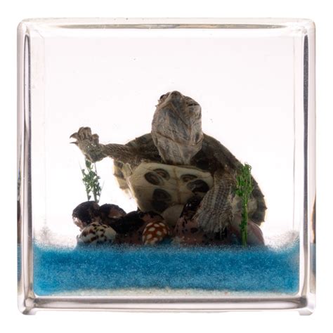 Real Turtle In Acrylic Cube For Sale — Skulls Unlimited International Inc