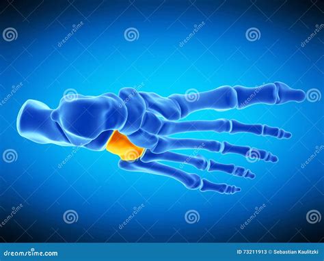 The Cuboid Bone Stock Illustration Illustration Of Science 73211913