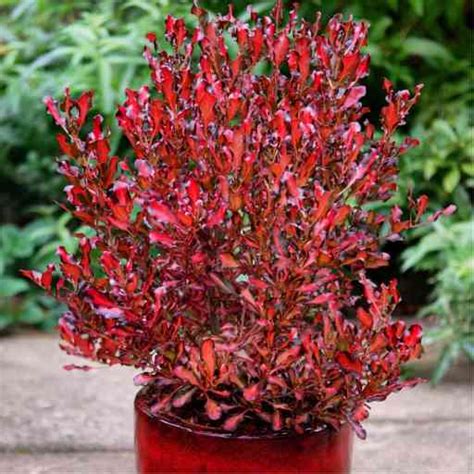 Contrasting Coprosma Pacific Sunrise And Sunset Varieties Riveal