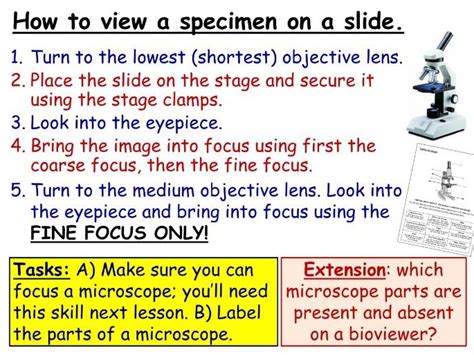 Microscopes And Magnification Year 7 Lesson Powerpoint Ks3 7ac Theory Basics Teaching Resources