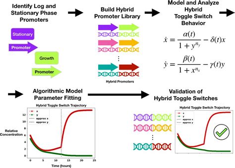 Society The Genetic Toggle Switch Represents The Dynamic Interactions