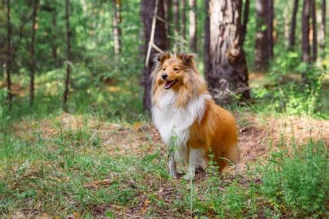 13 Nature Loving Dog Breeds Who Thrive In Woods And Water
