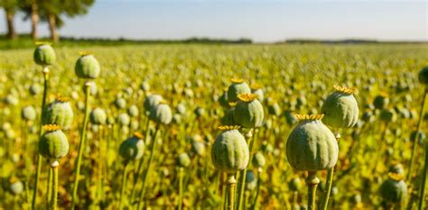 A Possible Alternative To Morphine Inspired By Spit