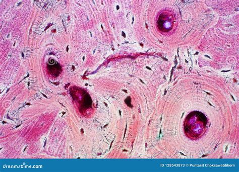 Histology Of Human Compact Bone Tissue Under Microscope View For Stock