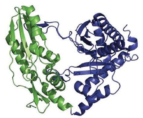 7 Ribbon Diagram Of The Structure Of The Condensation Domain From The Download Scientific