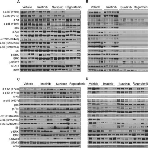 Immunohistochemical Ihc Analysis Of Original Patient Tumors And