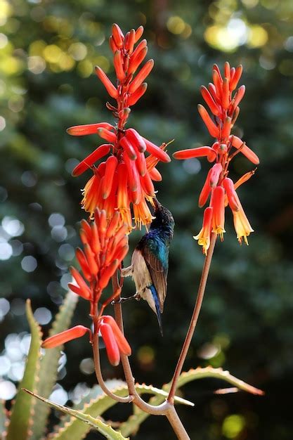 Page 34 Red Acalypha Images Free Download On Freepik