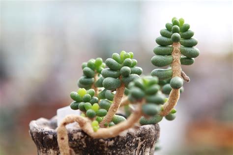 超过 10 张关于“설악선”和“다육이”的免费图片 Pixabay